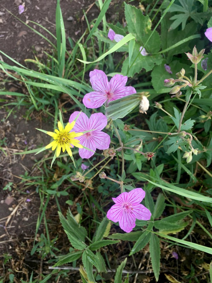 Top Nine Wildflowers in Utah and the Greater Rockies – Weekend Woman ...
