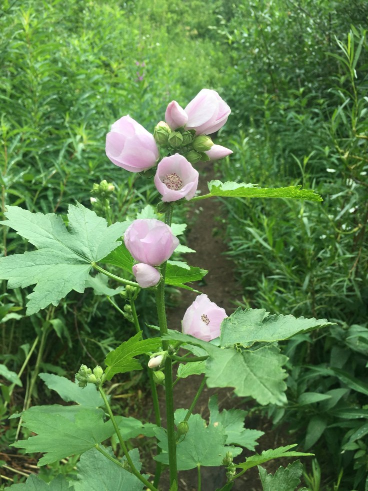 Top Nine Wildflowers in Utah and the Greater Rockies – Weekend Woman ...