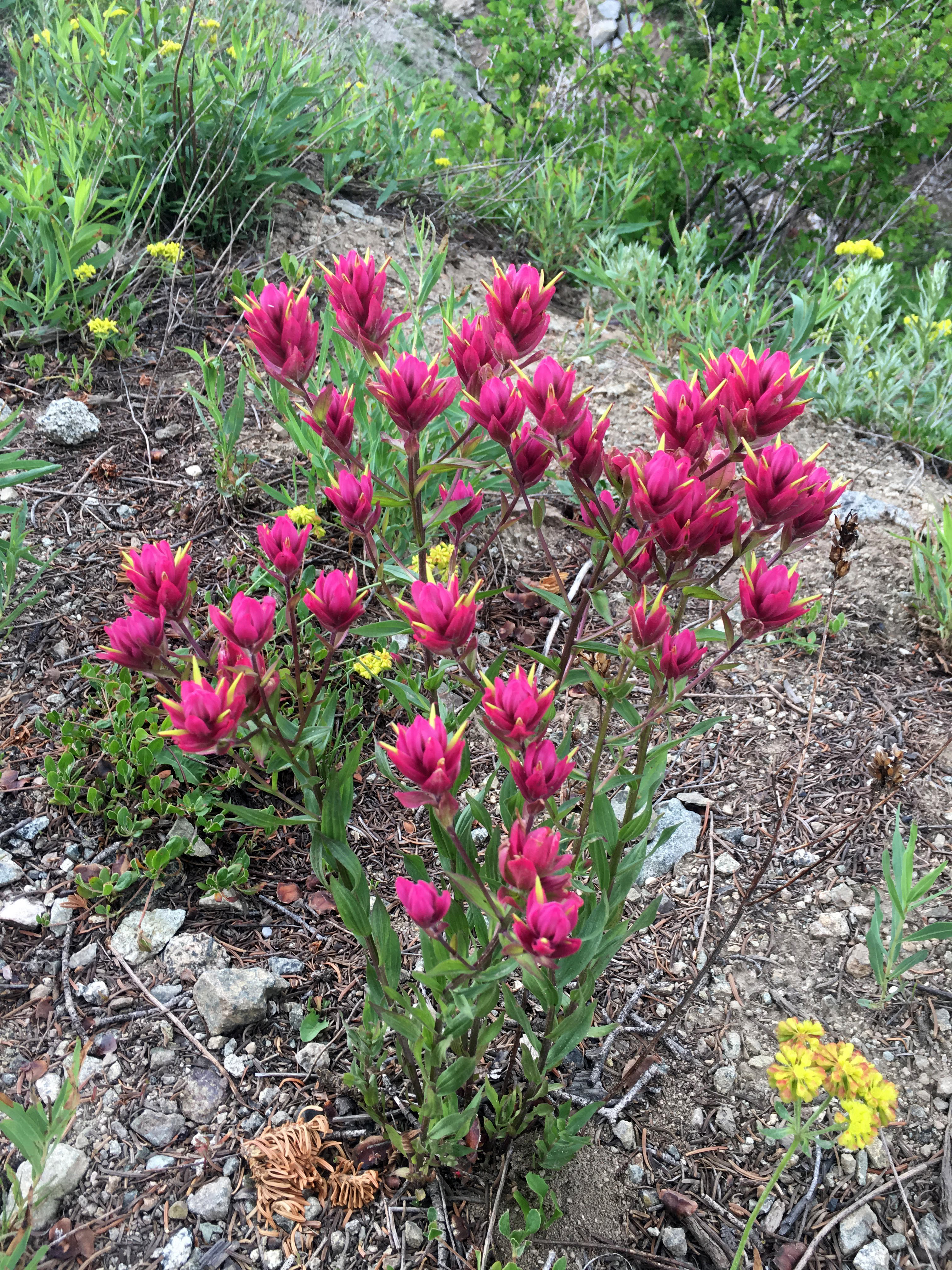 Top Nine Wildflowers in Utah and the Greater Rockies – Weekend Woman ...