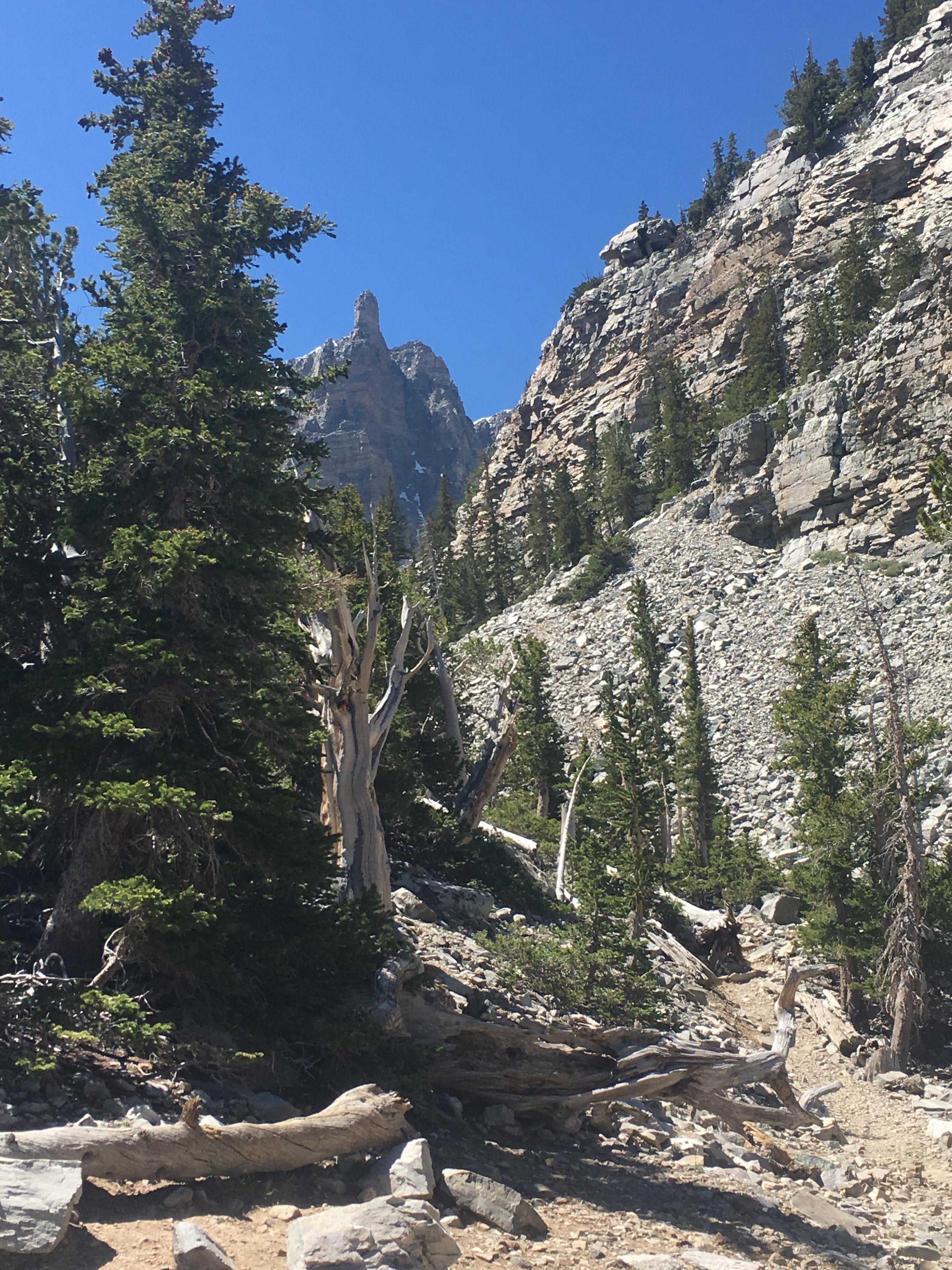 A Hike to the Oldest Trees in the World – Weekend Woman Warrior