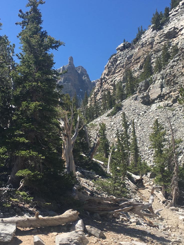 A Hike to the Oldest Trees in the World – Weekend Woman Warrior
