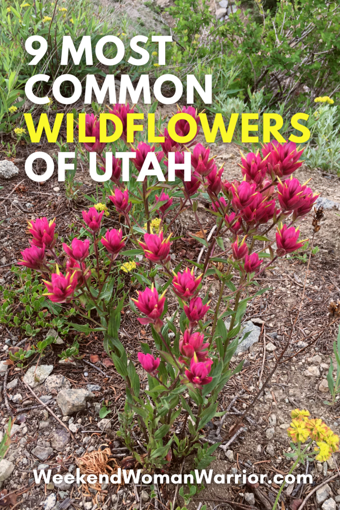 Top Nine Wildflowers in Utah and the Greater Rockies – Weekend Woman ...