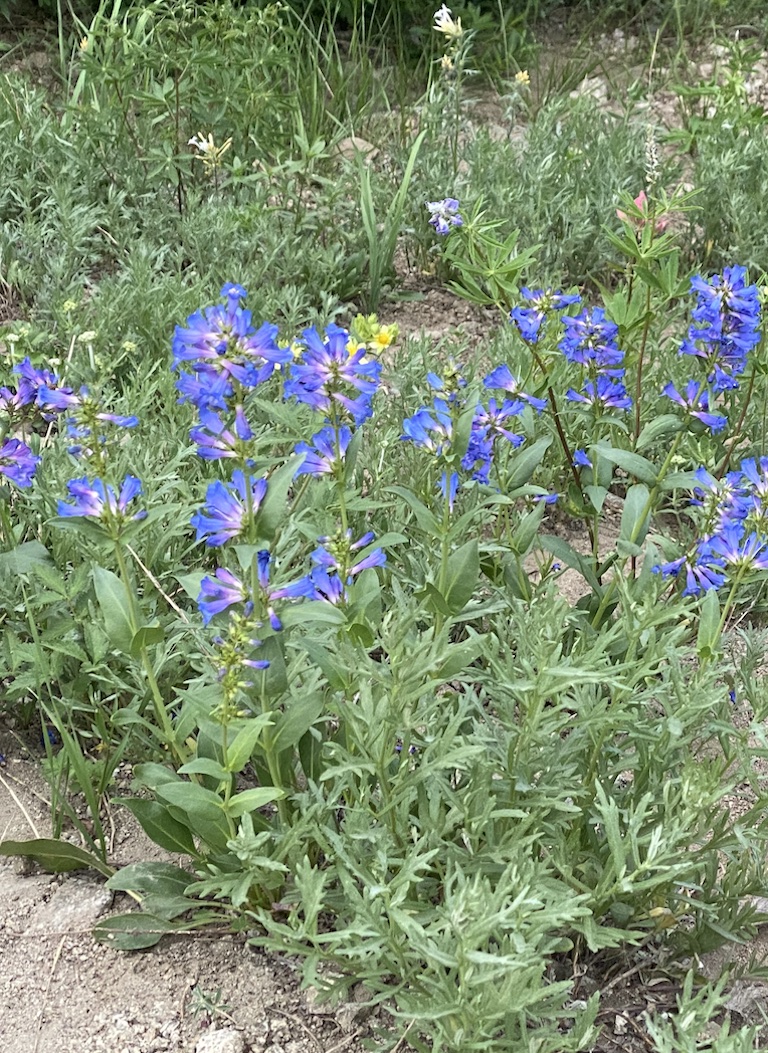 Top Nine Wildflowers in Utah and the Greater Rockies – Weekend Woman ...